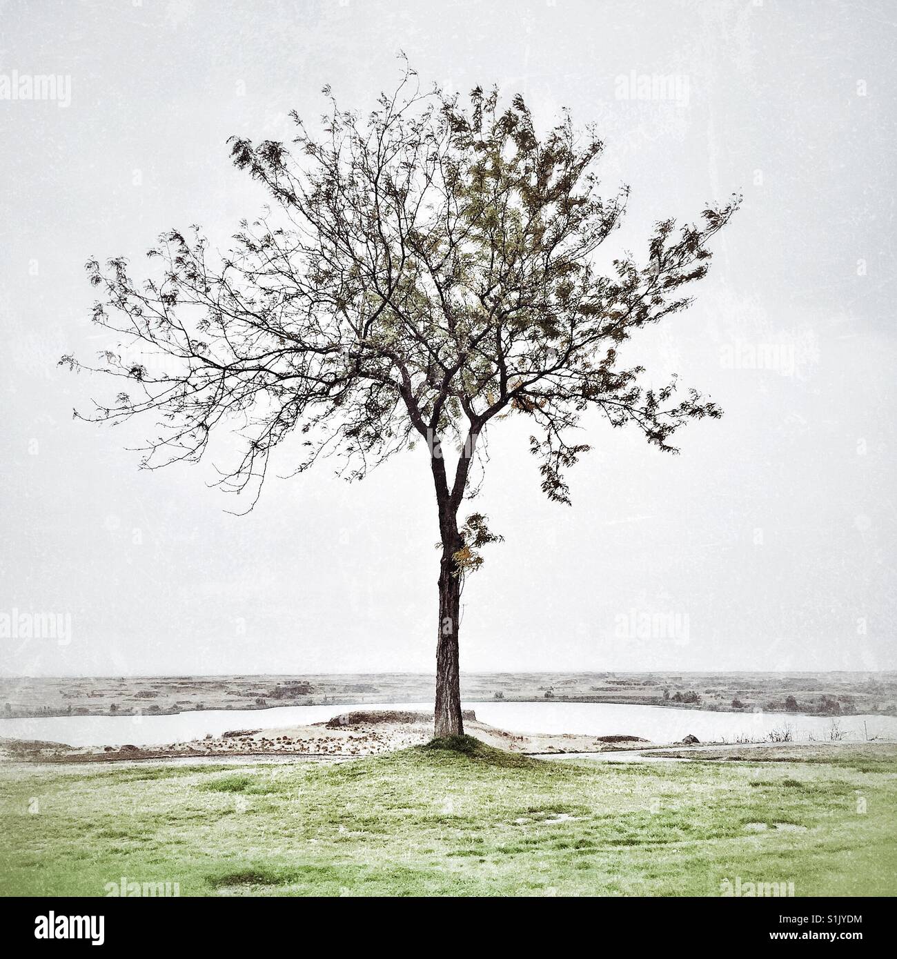 Lonely tree hi-res stock photography and images - Alamy