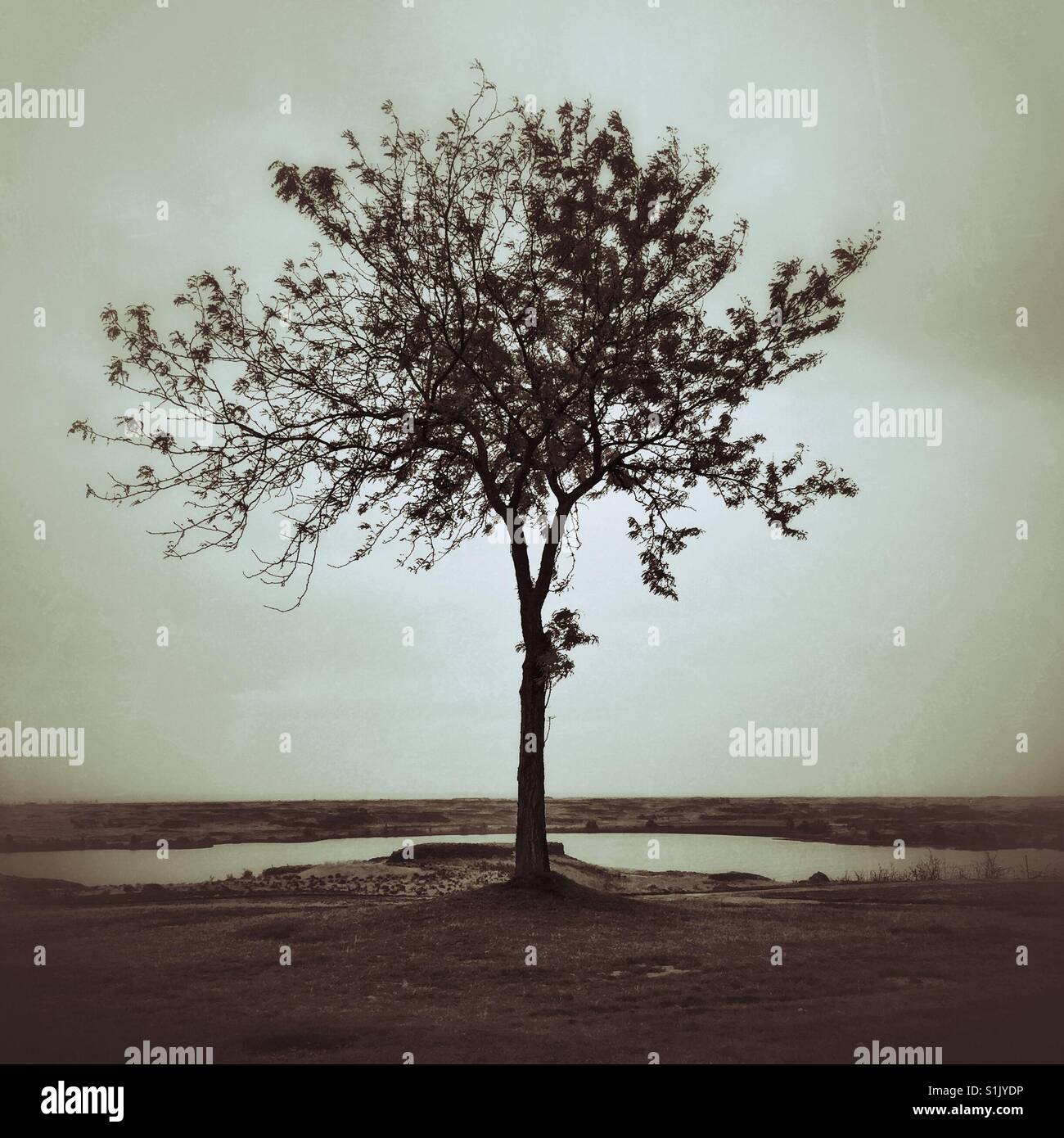 A lonely tree in the fall Stock Photo - Alamy