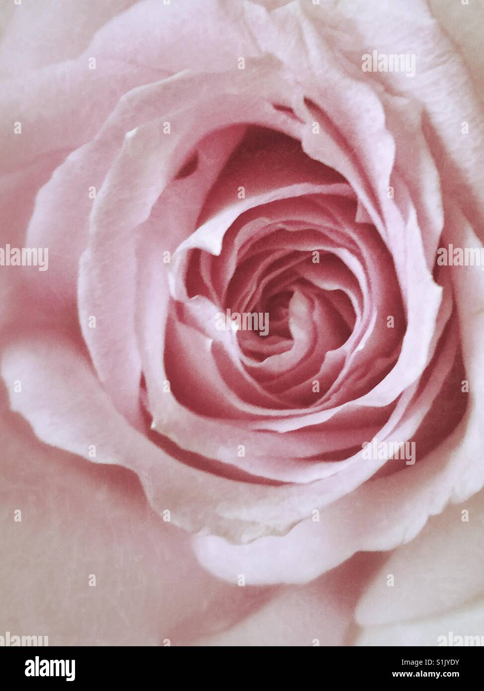 Center of pale pink rose Stock Photo - Alamy