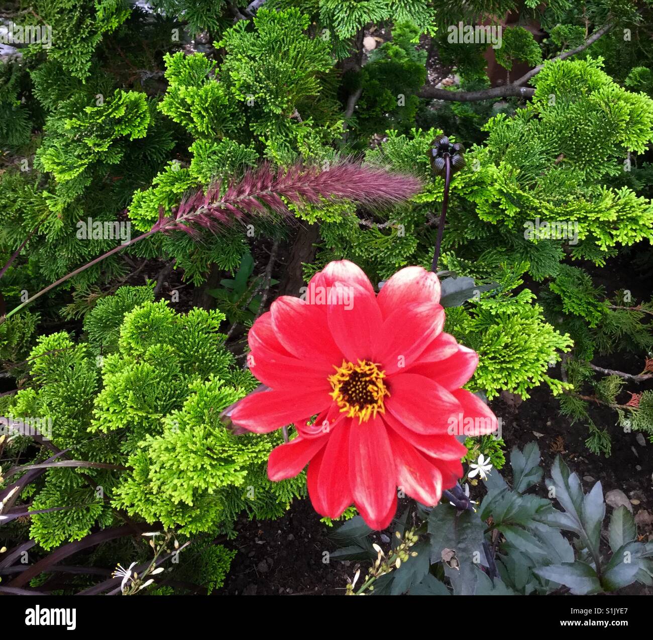 Single red flower Stock Photo - Alamy