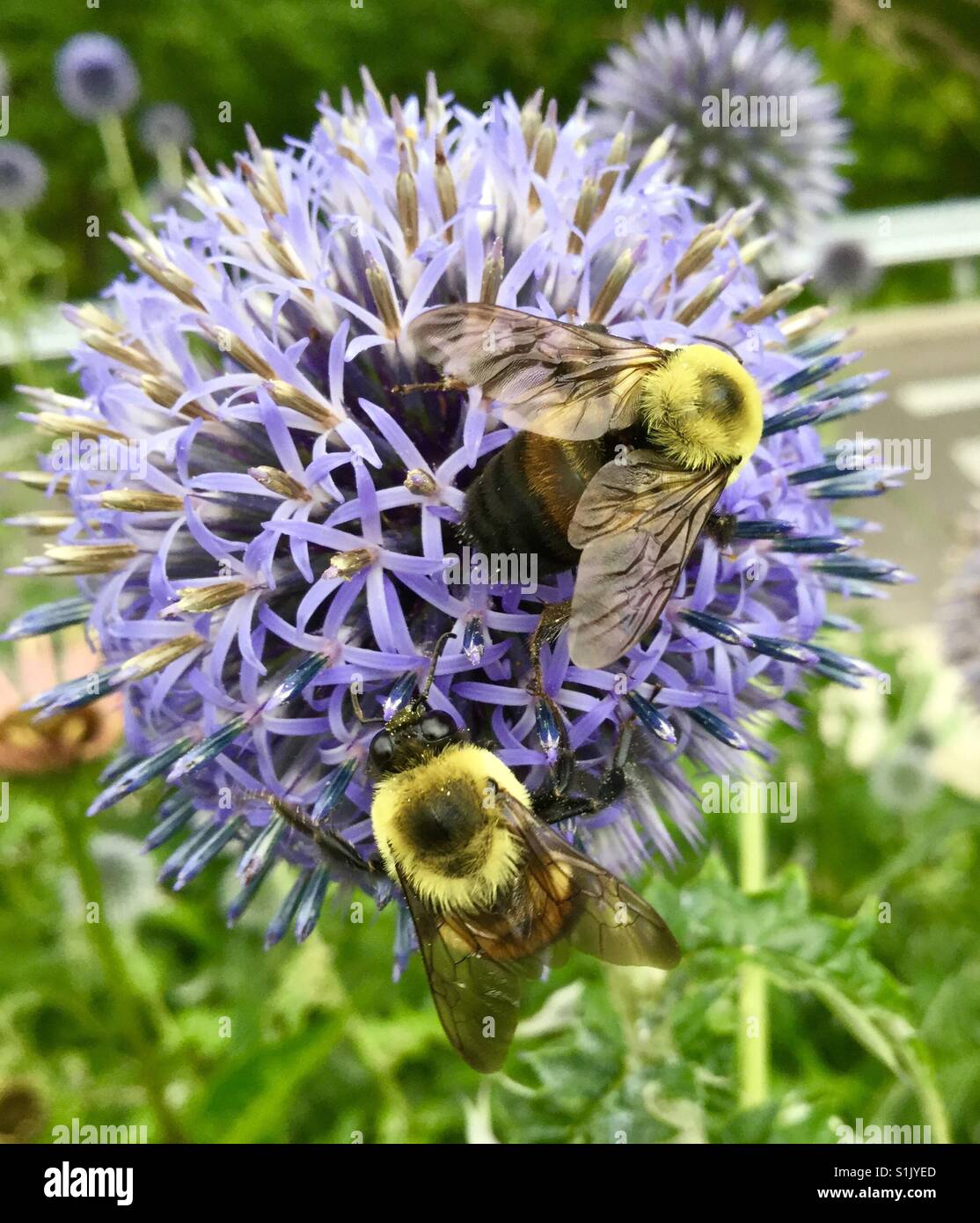 Bees pollinating hi-res stock photography and images - Alamy