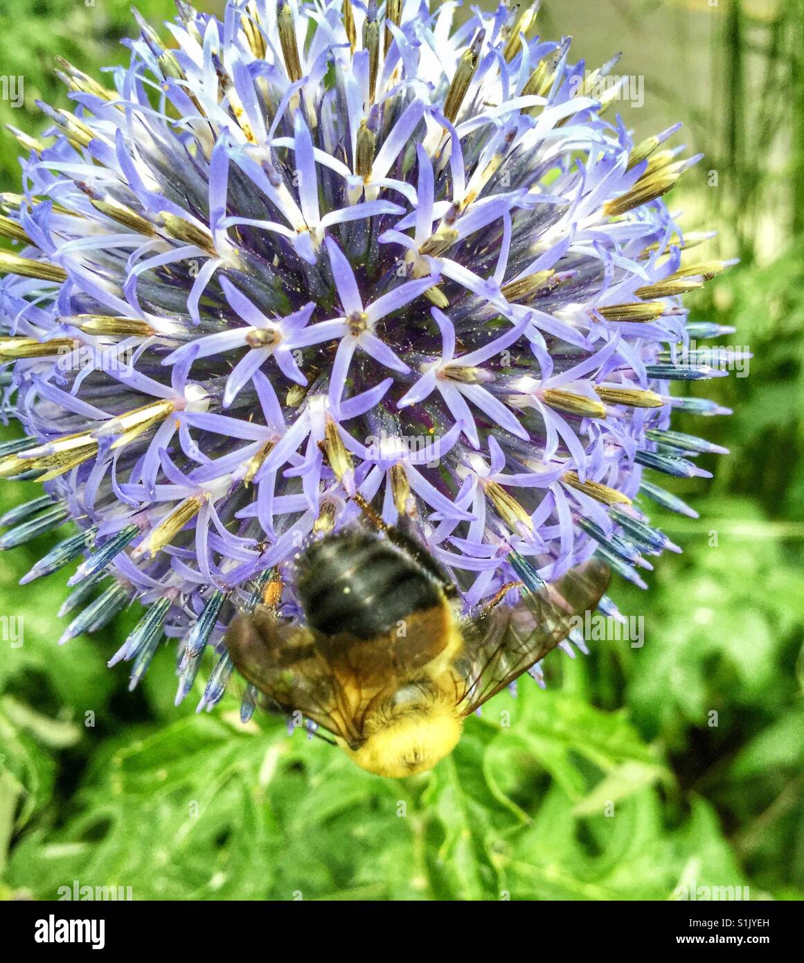 A bee pollinating a flower Stock Photo - Alamy