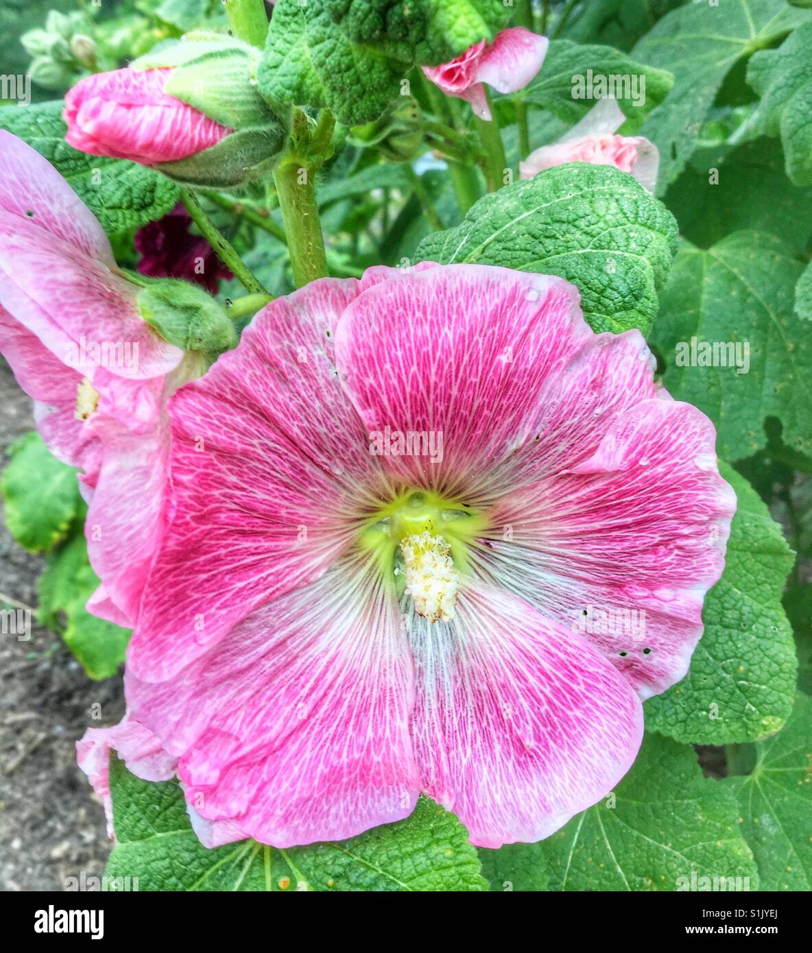 Pink bloom hi-res stock photography and images - Alamy