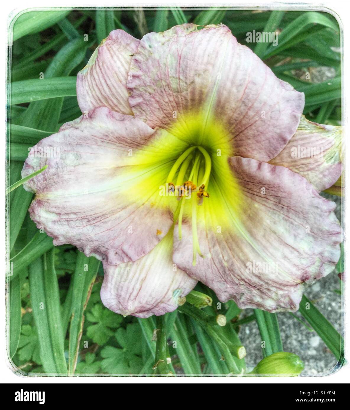 Soft pastel pink hi-res stock photography and images - Alamy