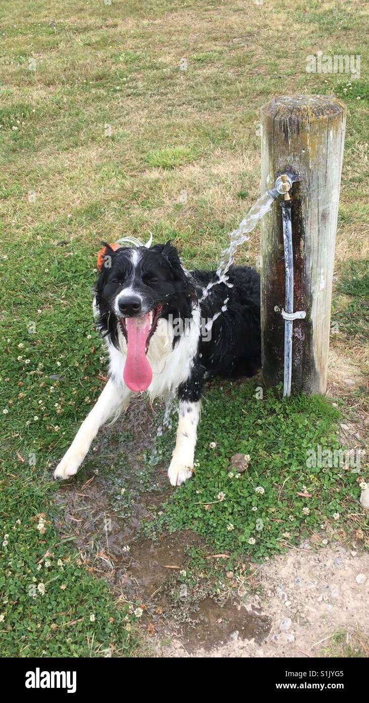 Collie cooling off hi-res stock photography and images - Alamy