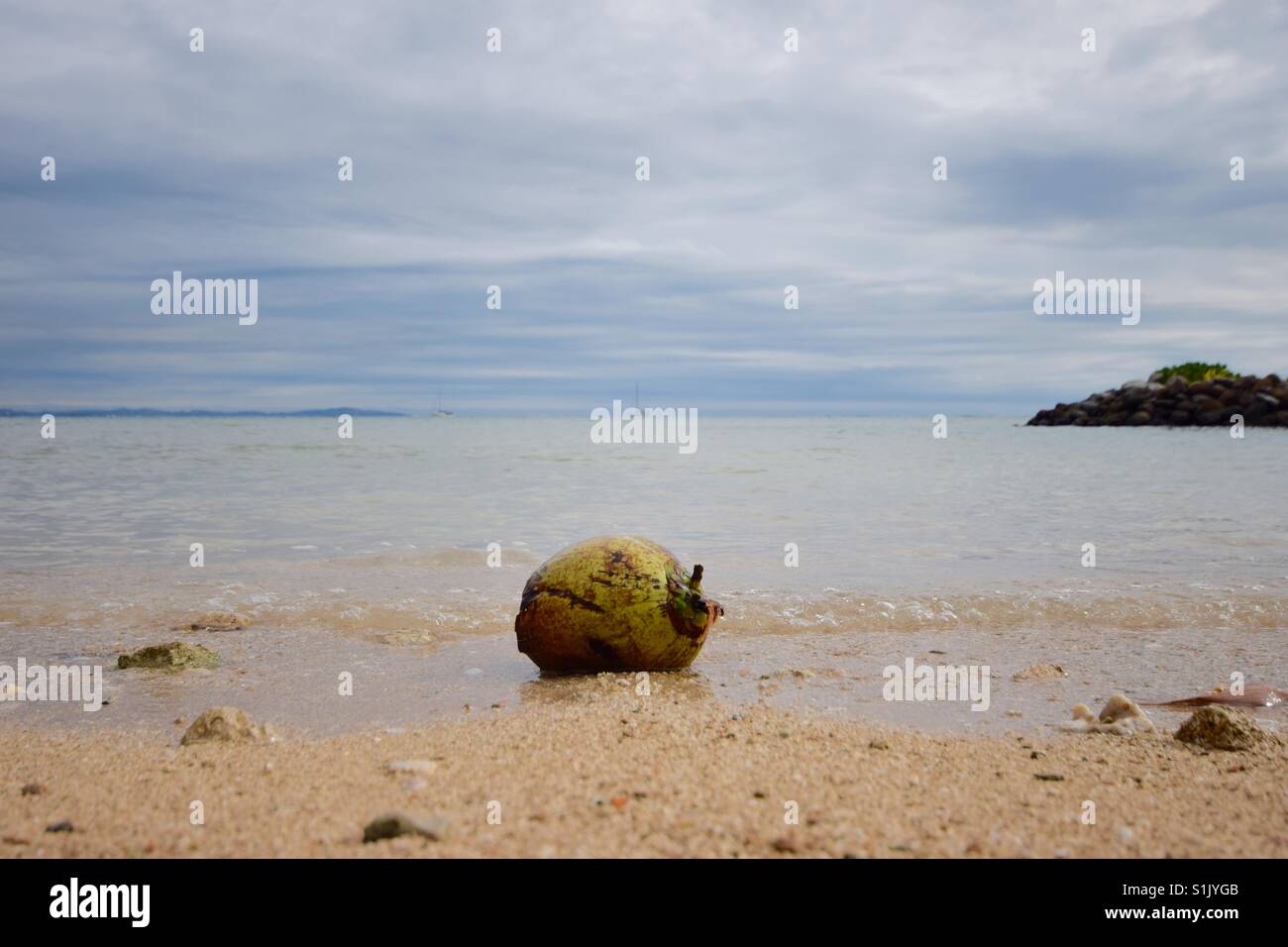 Coconut on the beach Stock Photo - Alamy