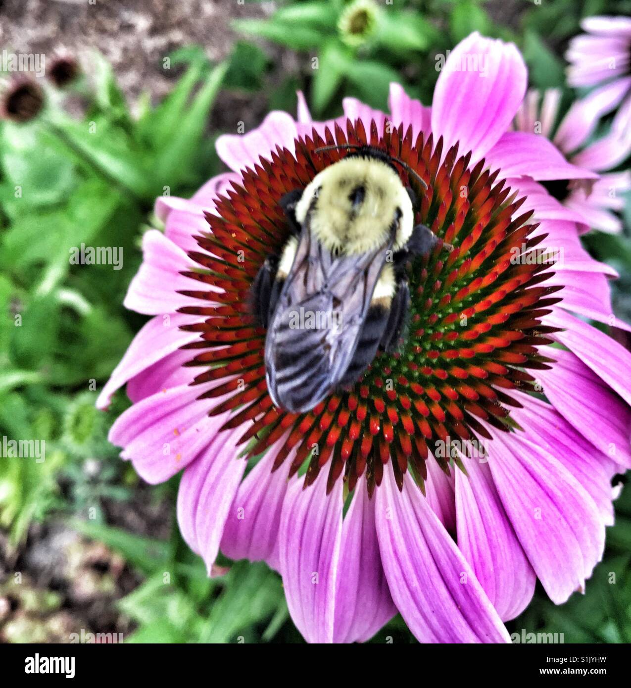 A bee resting on top of a flower Stock Photo - Alamy