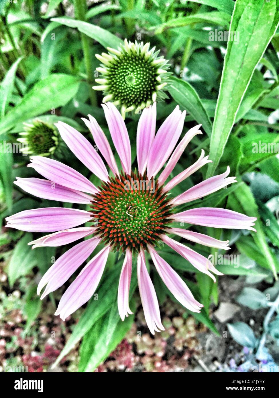 Plants with one bloom hi-res stock photography and images - Alamy
