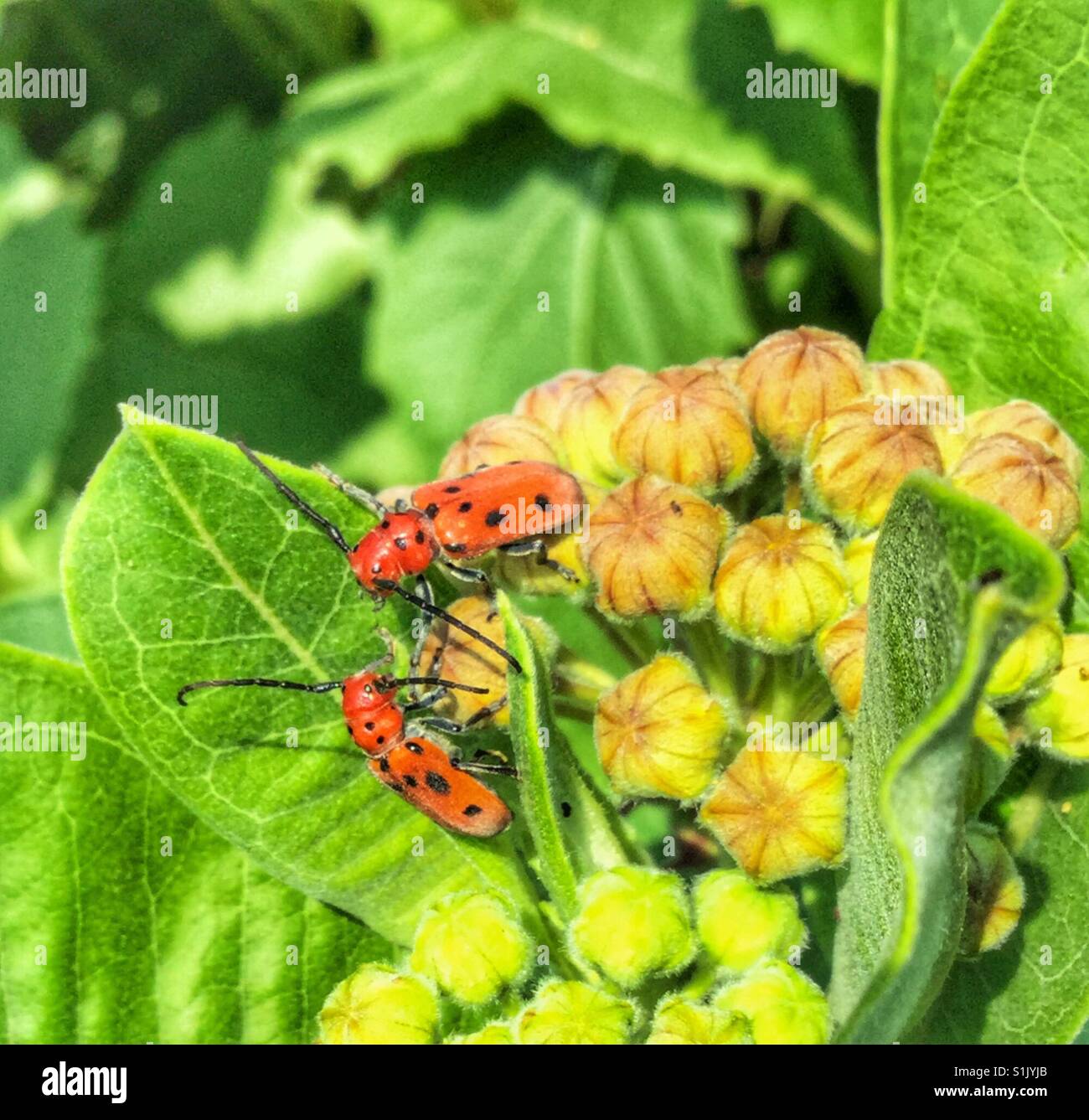 Red spotted beetles Stock Photo - Alamy