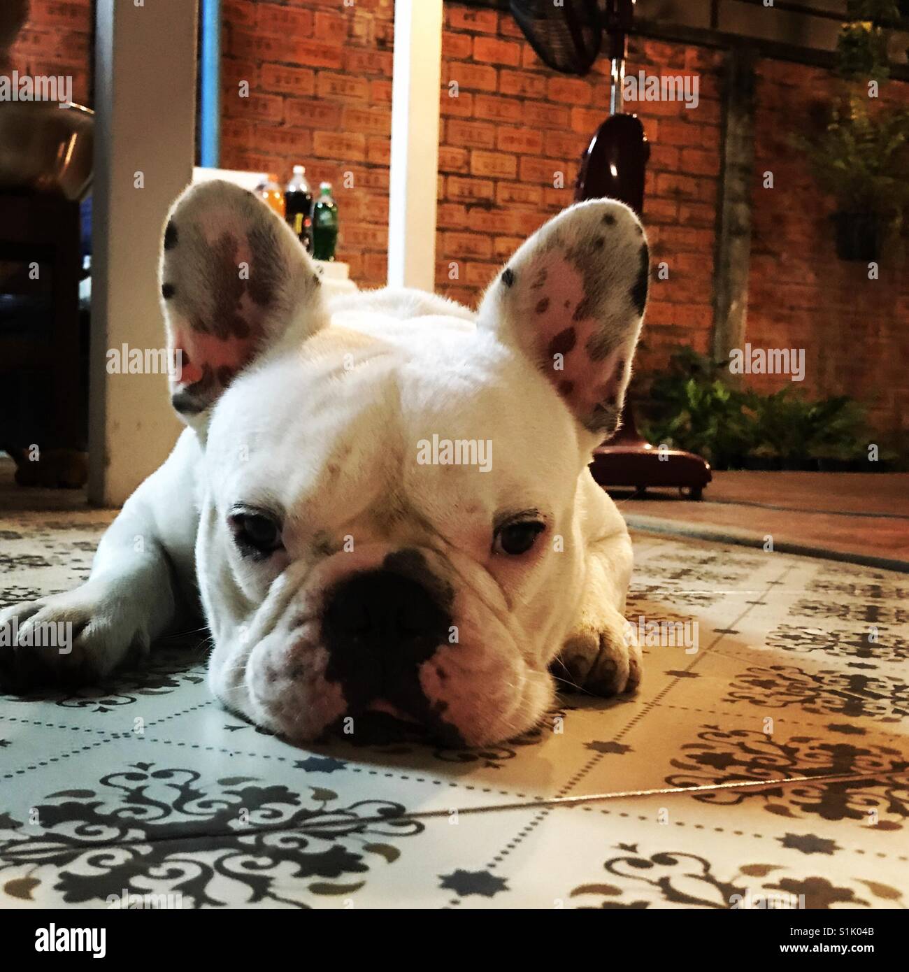 Bored bulldog hi-res stock photography and images - Alamy