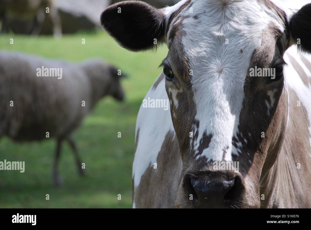 Sheep cow farm animals hi-res stock photography and images - Alamy