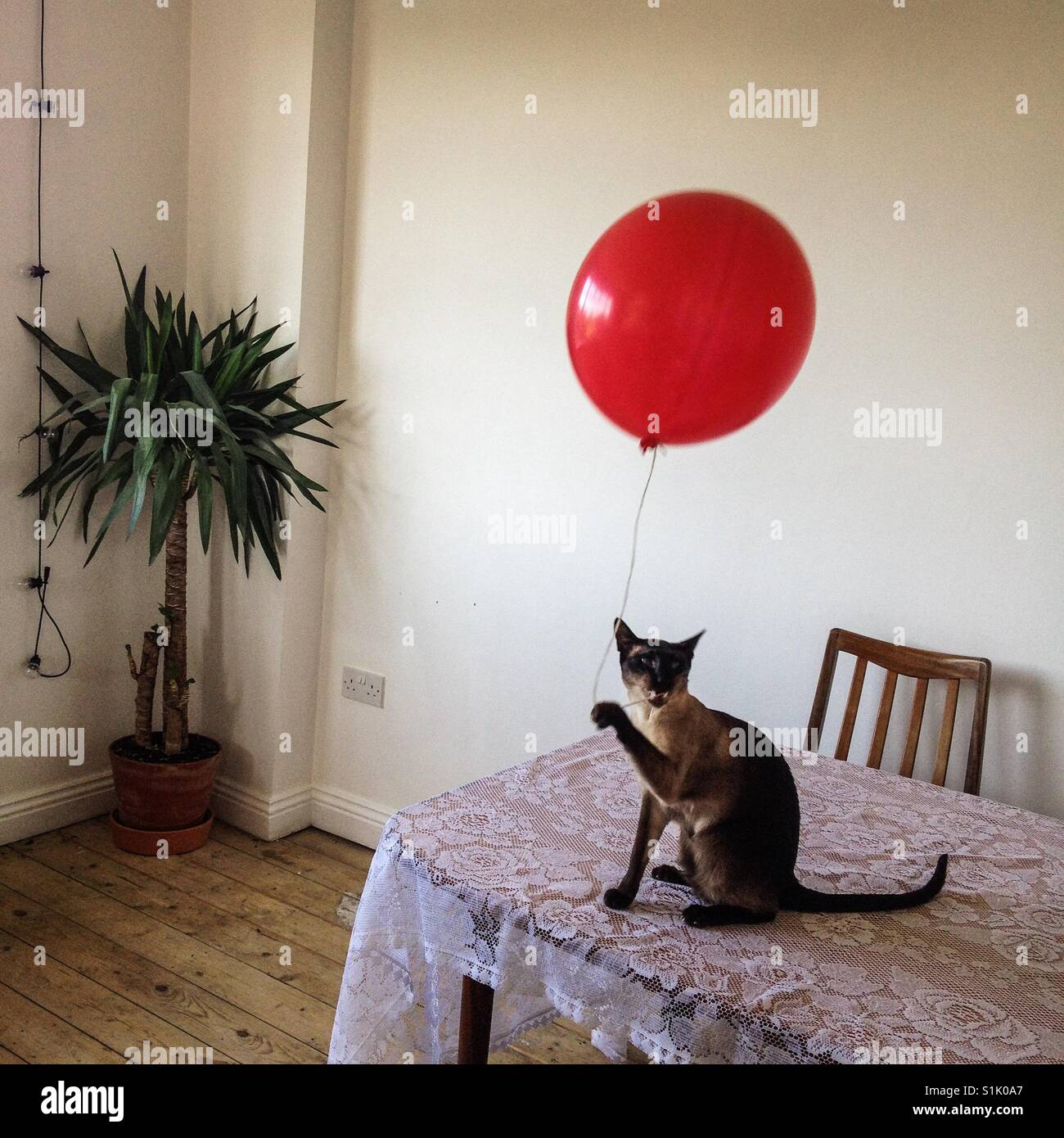Cat balloon hi-res stock photography and images - Alamy