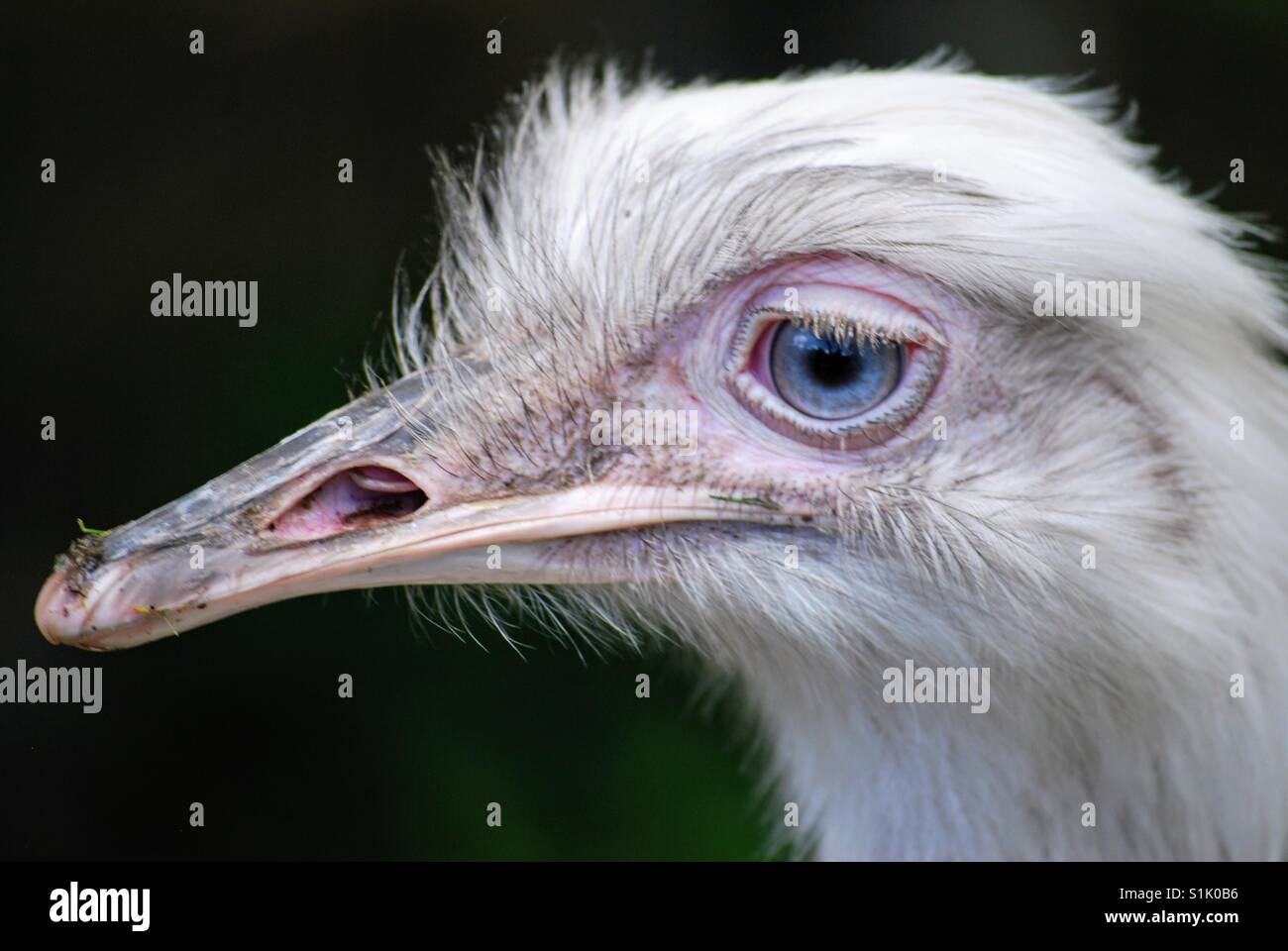 Nandu bird hi-res stock photography and images - Alamy