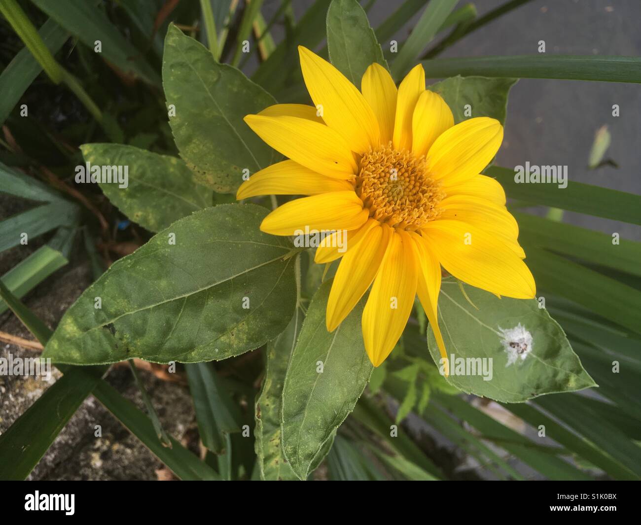 Sunshine yellow flower hi-res stock photography and images - Alamy