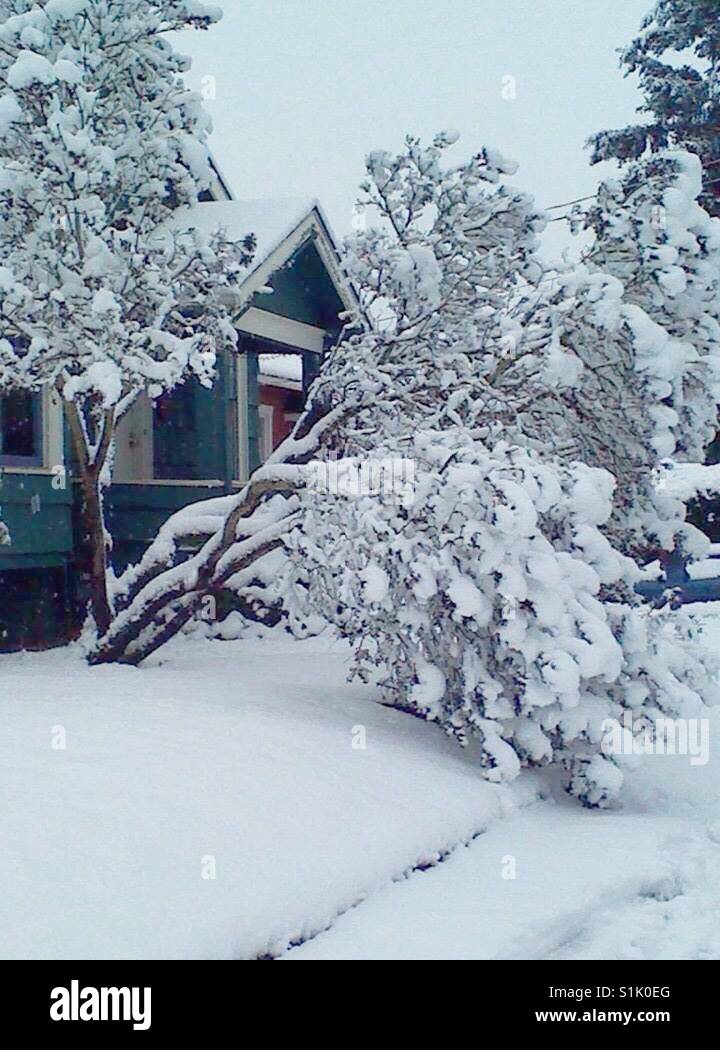 Snowfall in Seattle- February 2017 Stock Photo - Alamy