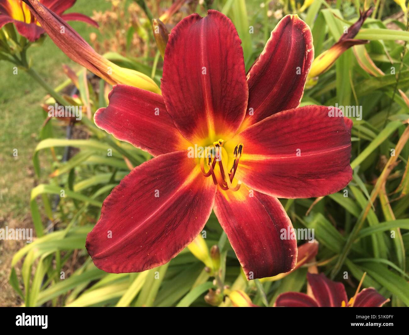 Flower flowers red hi-res stock photography and images - Alamy
