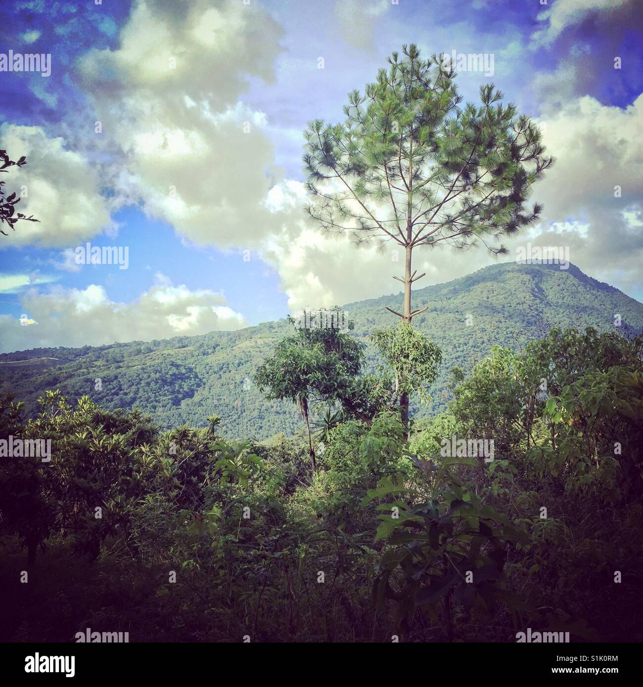 Woodland trees on hillside hi-res stock photography and images - Alamy