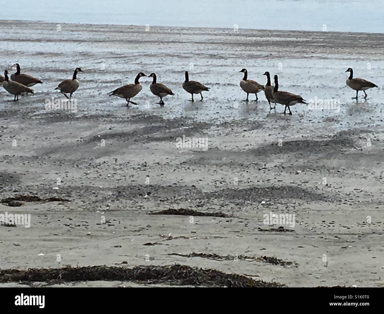 Gaggle of geese hi-res stock photography and images - Alamy