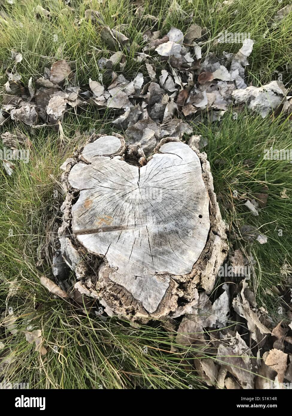 Heart shaped tree hi-res stock photography and images - Alamy