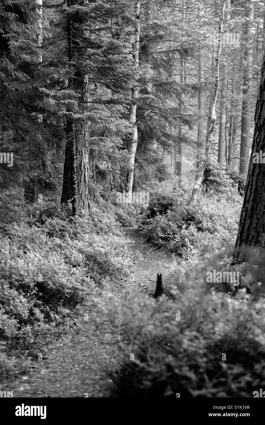 Path with bushes Black and White Stock Photos & Images - Alamy