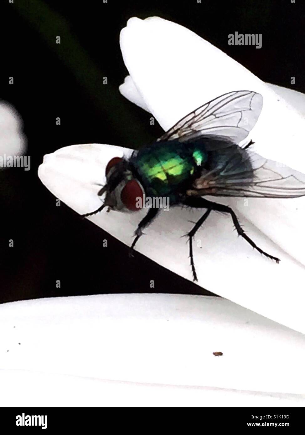 Blue bottle fly hi-res stock photography and images - Alamy