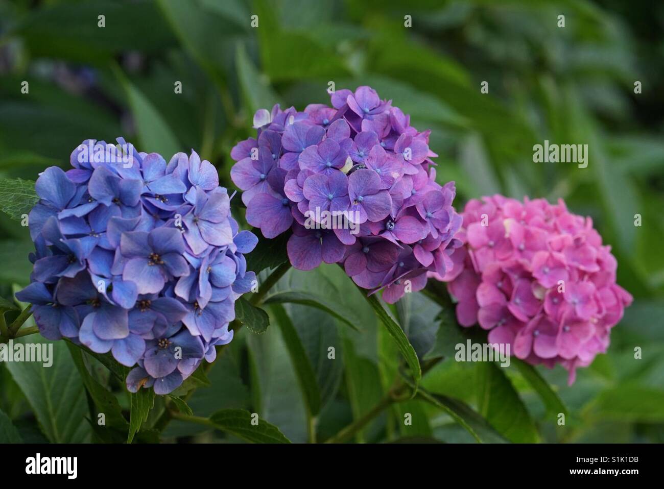 Hydrangea in three colours Stock Photo - Alamy