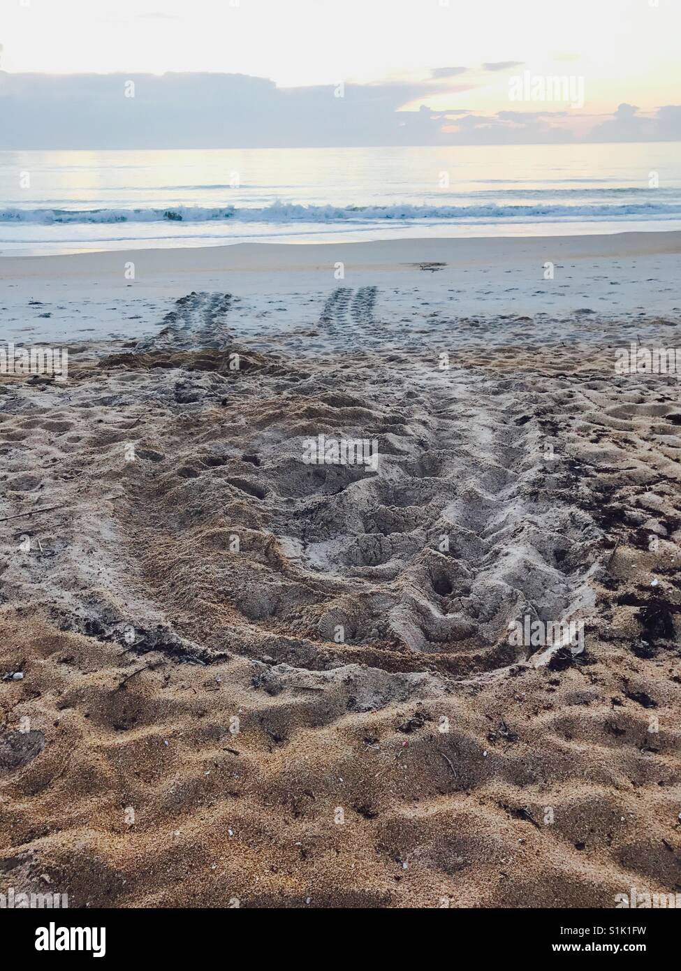 Turtle patrol hi-res stock photography and images - Alamy