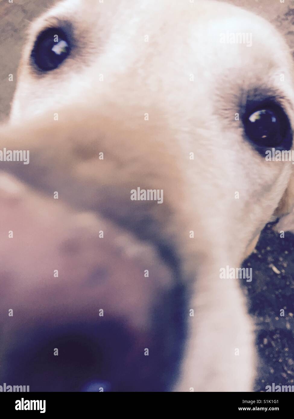 Labrador eyes hi-res stock photography and images - Alamy