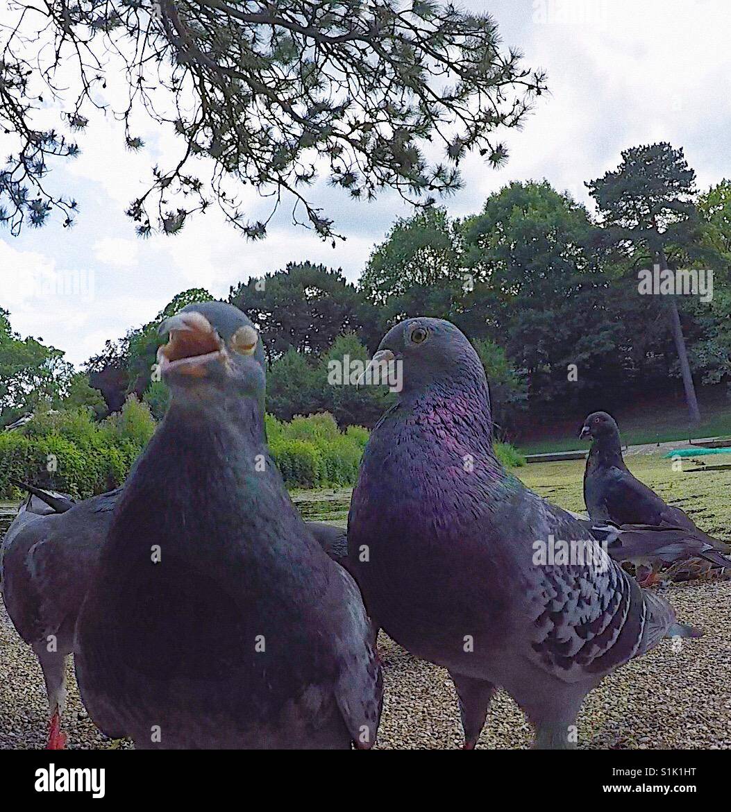 Cheeky birds hi-res stock photography and images - Alamy