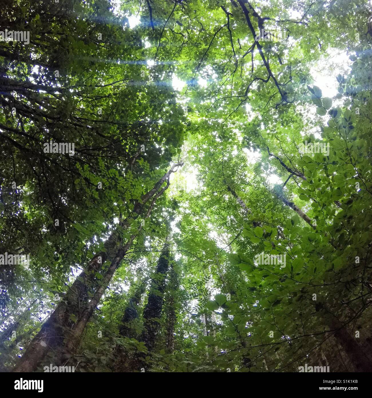 Cwmcarn forest wales hi-res stock photography and images - Alamy