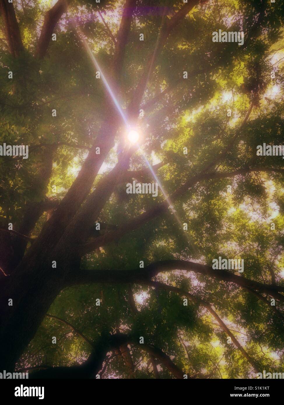 Tree canopy lighting hi-res stock photography and images - Alamy