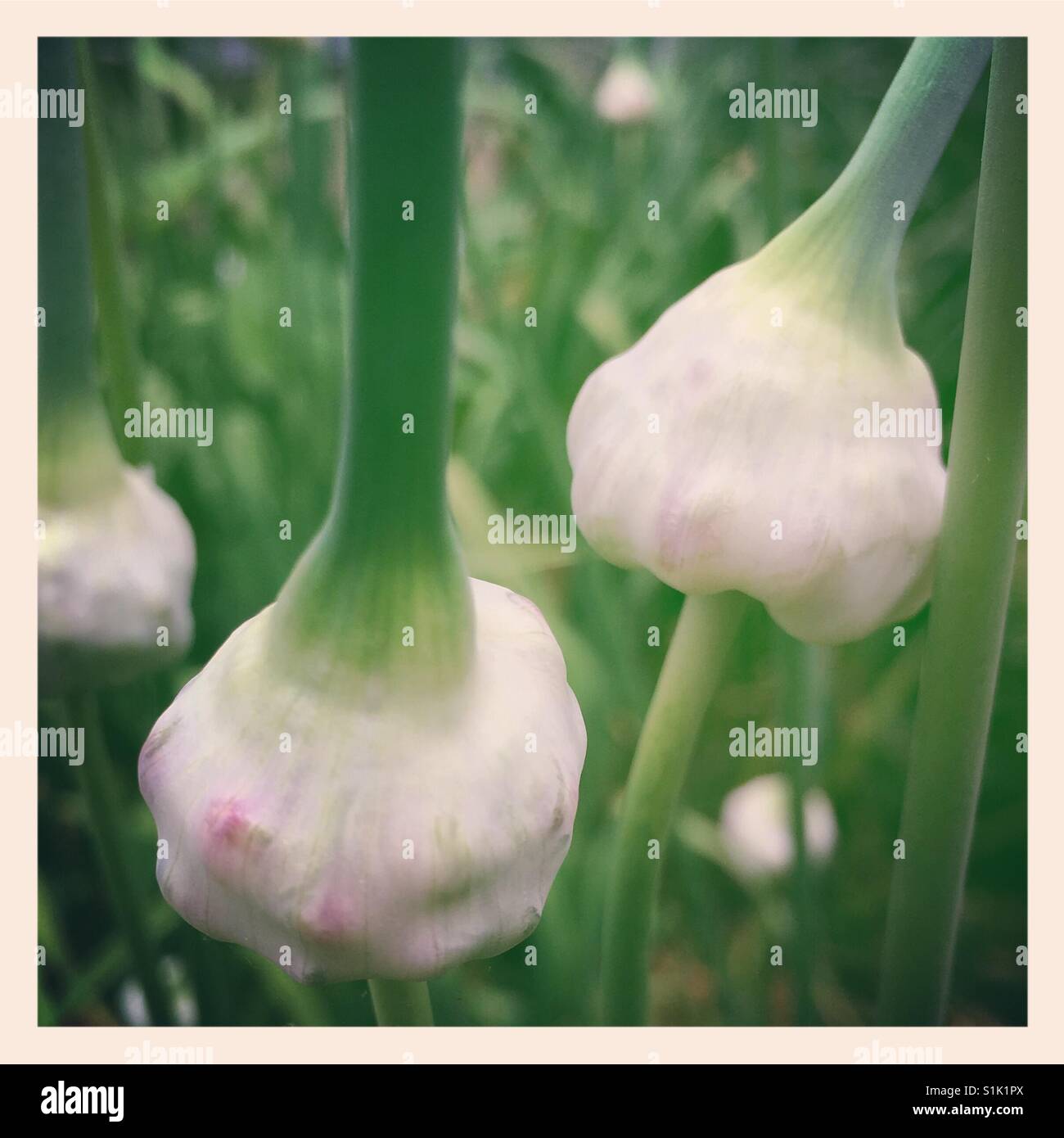 Garlic seed hi-res stock photography and images - Alamy