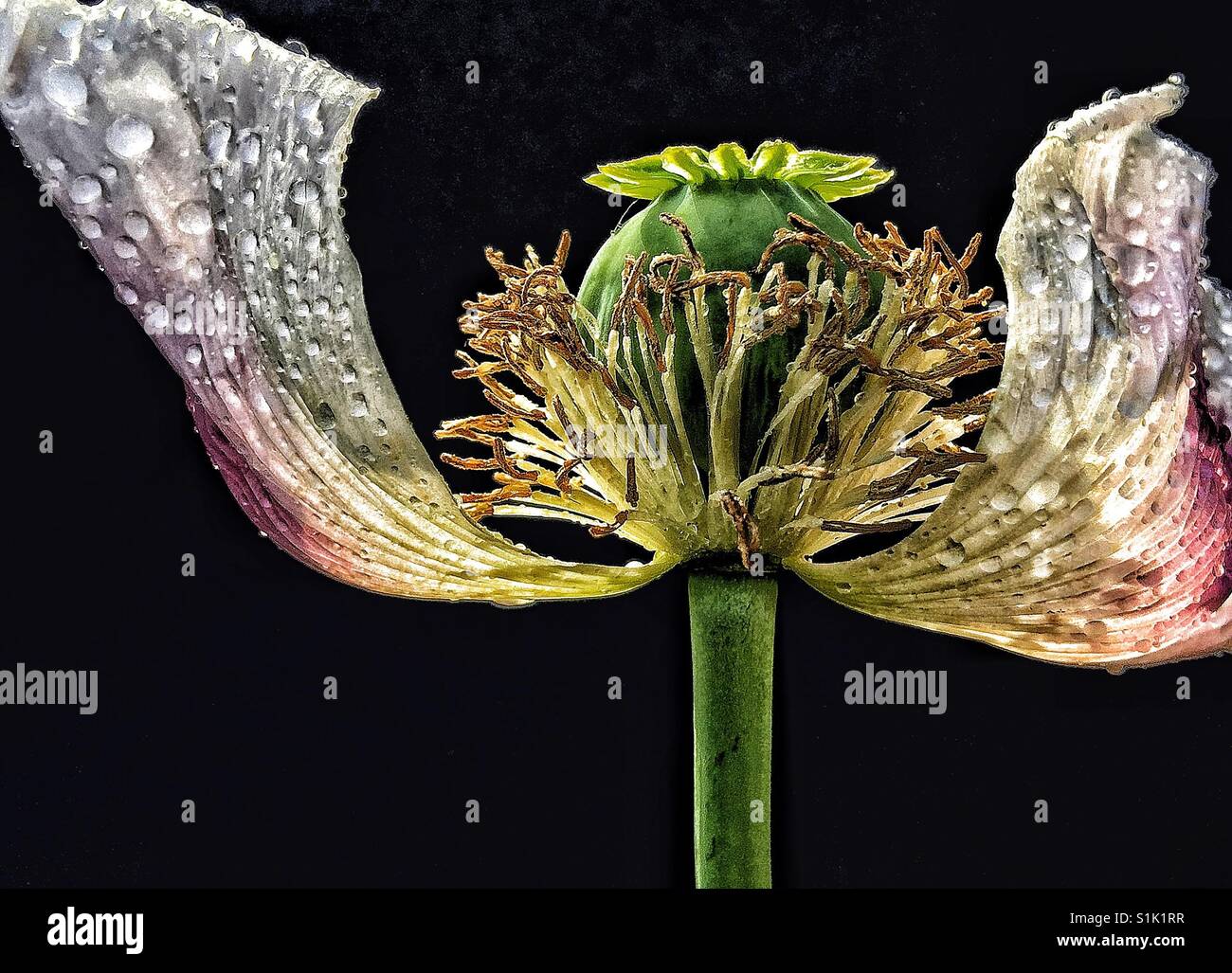 Dew on a faded poppy Stock Photo - Alamy