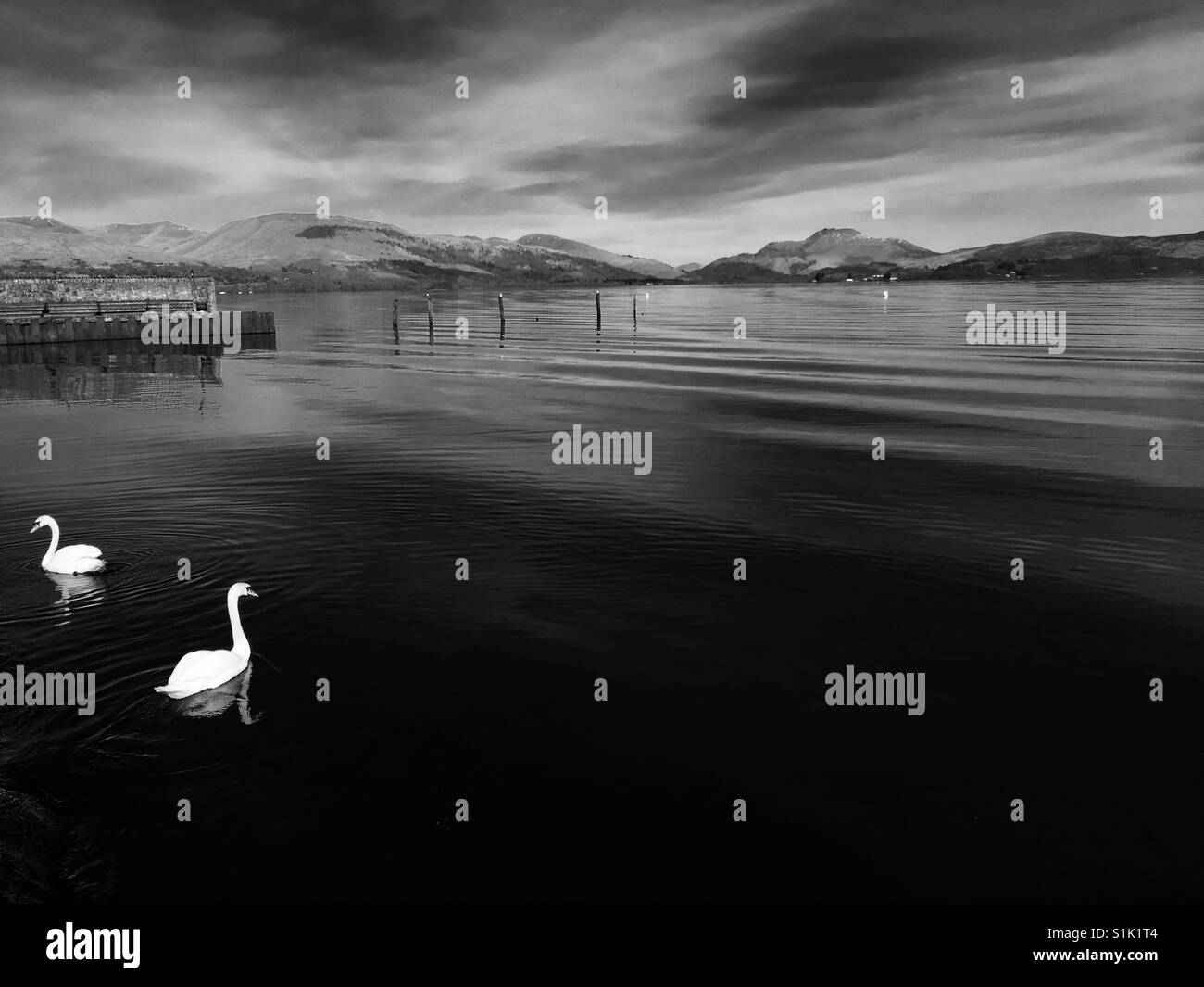 2 black swans hi-res stock photography and images - Alamy