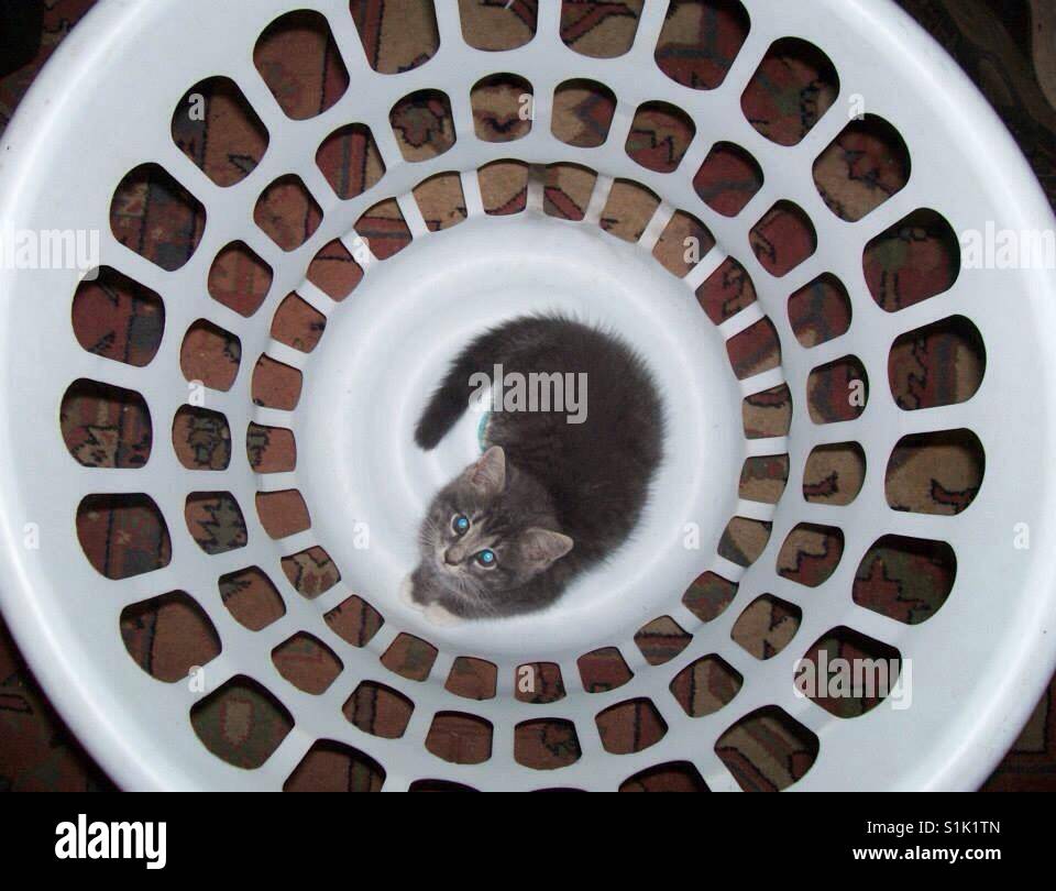 Laundry day for fluffy kitten Stock Photo - Alamy