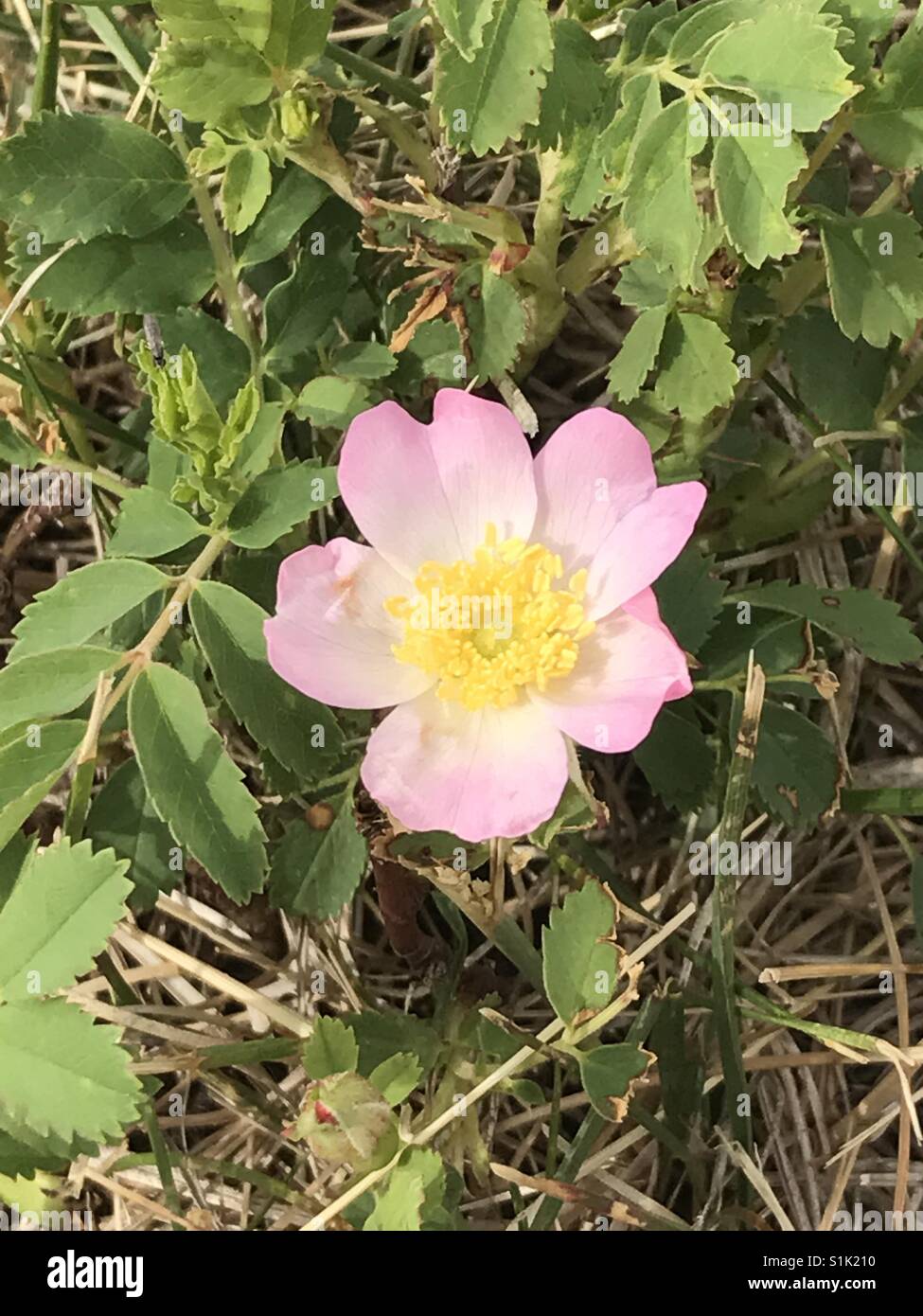 Prairie rose hi-res stock photography and images - Alamy