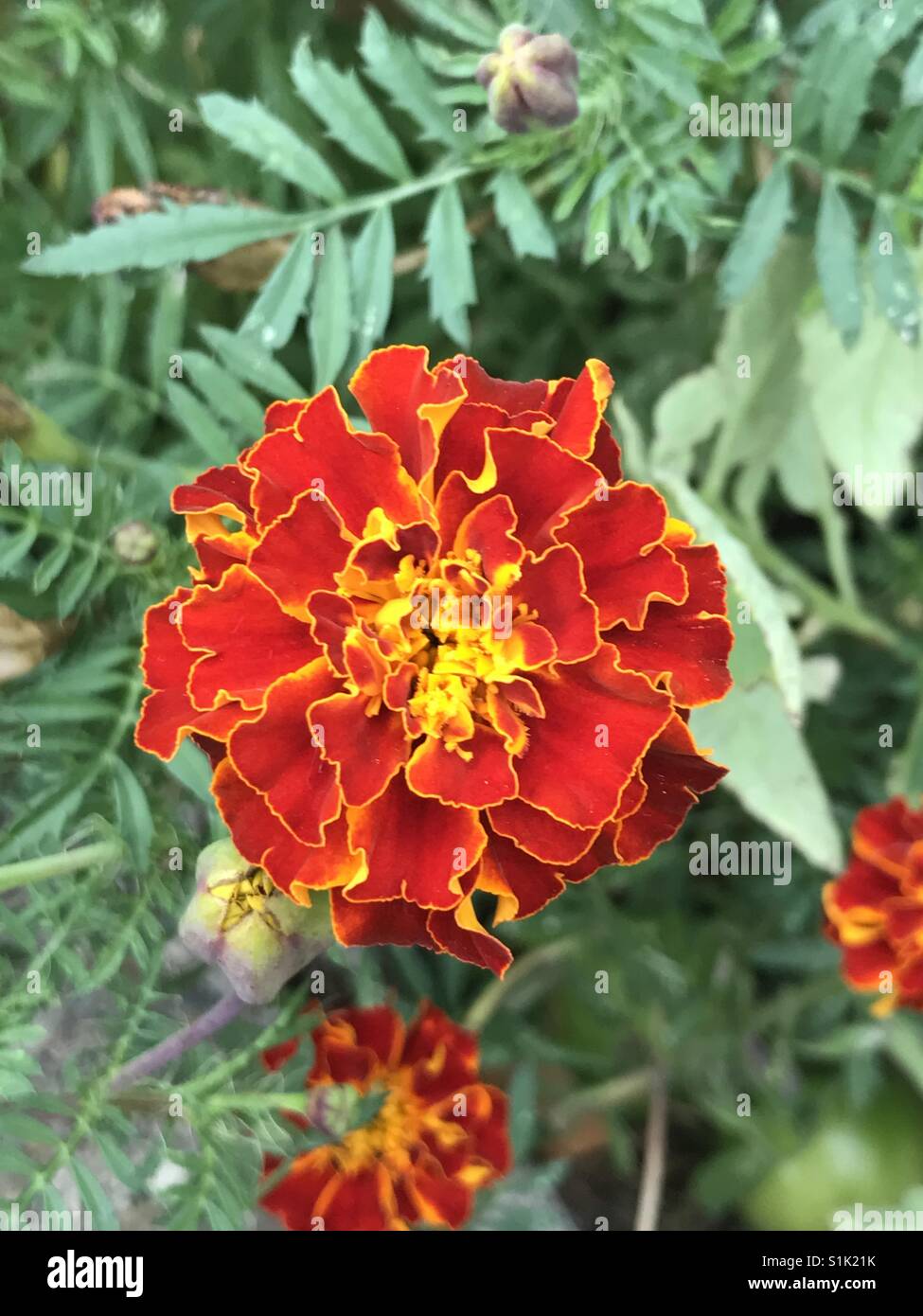 Marigold red hi-res stock photography and images - Alamy