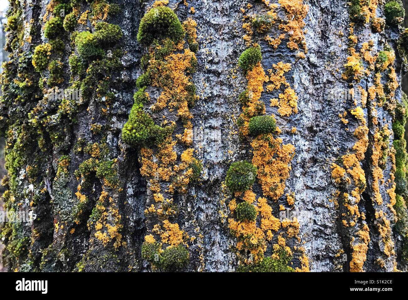 Healthy green and yellow moss grows on a tree near Haines, Alaska Stock ...