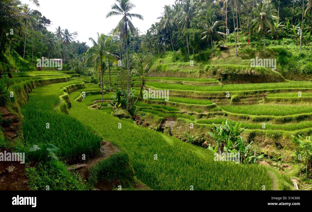Rice fields in Bali, Indonesia Stock Photo - Alamy