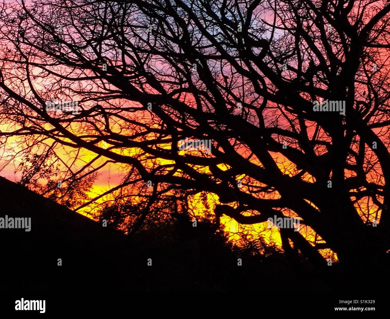Silhouette twilight tree hi-res stock photography and images - Alamy