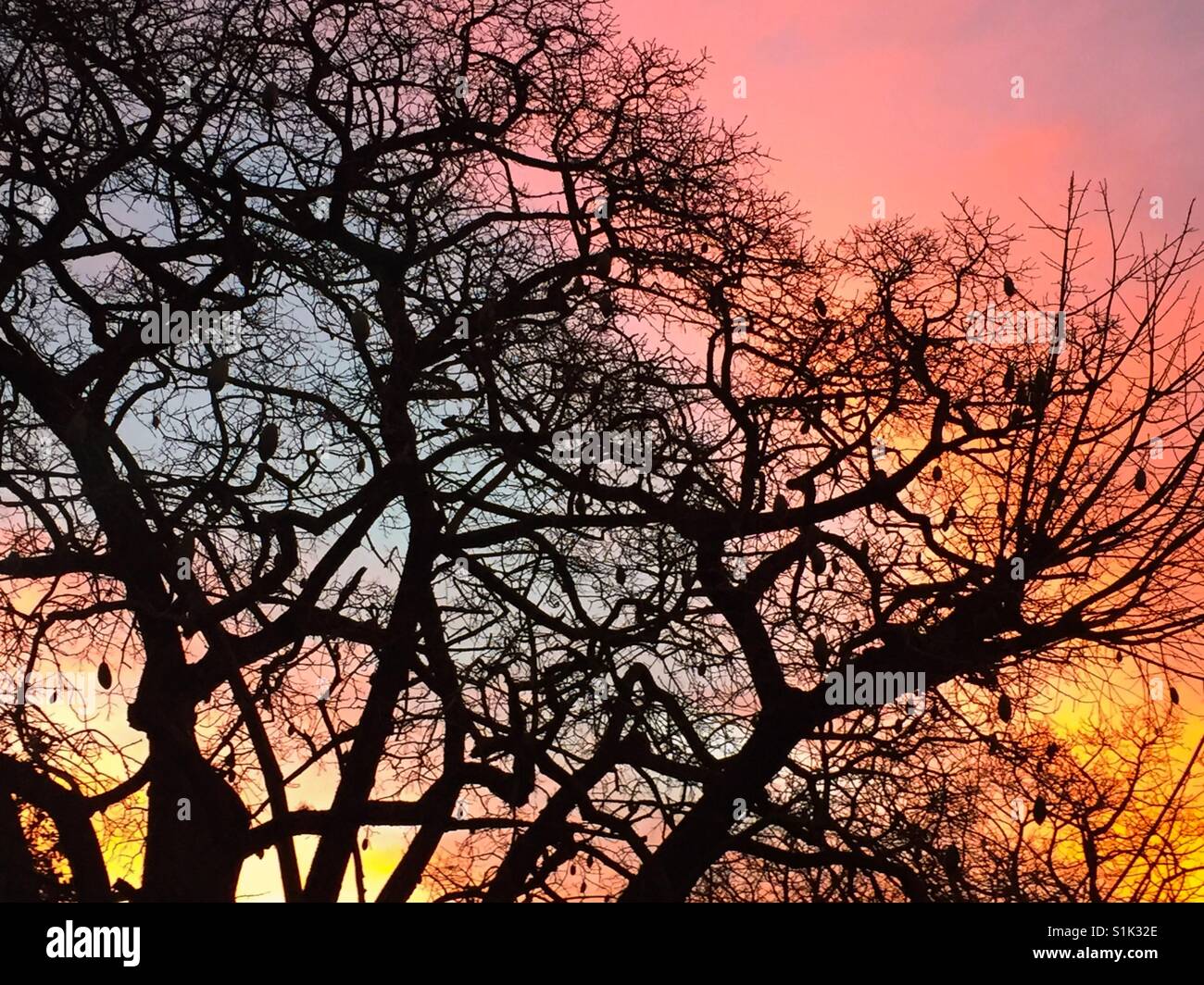 Silhouette twilight tree hi-res stock photography and images - Alamy