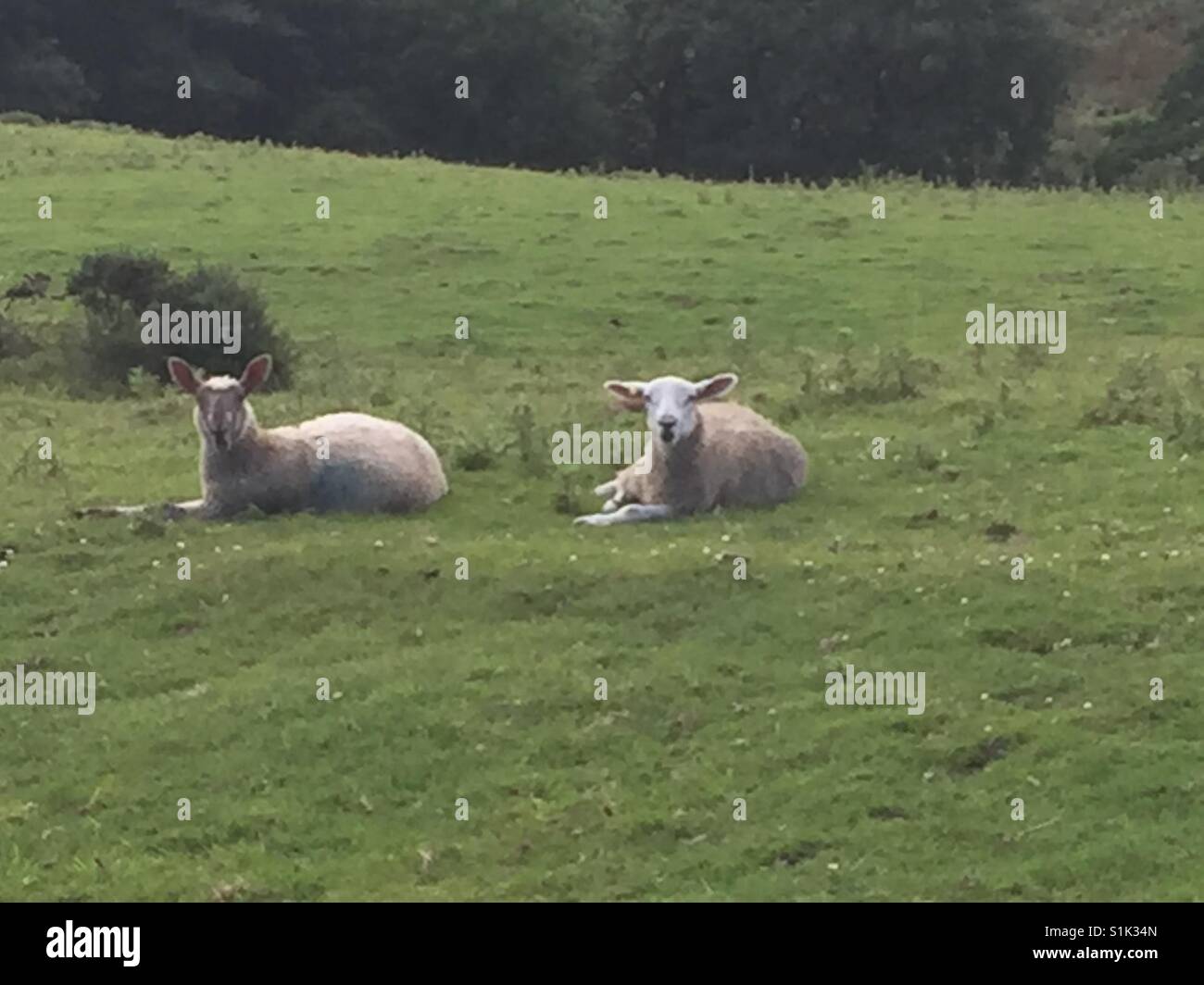 Staring Sheep High Resolution Stock Photography and Images - Alamy
