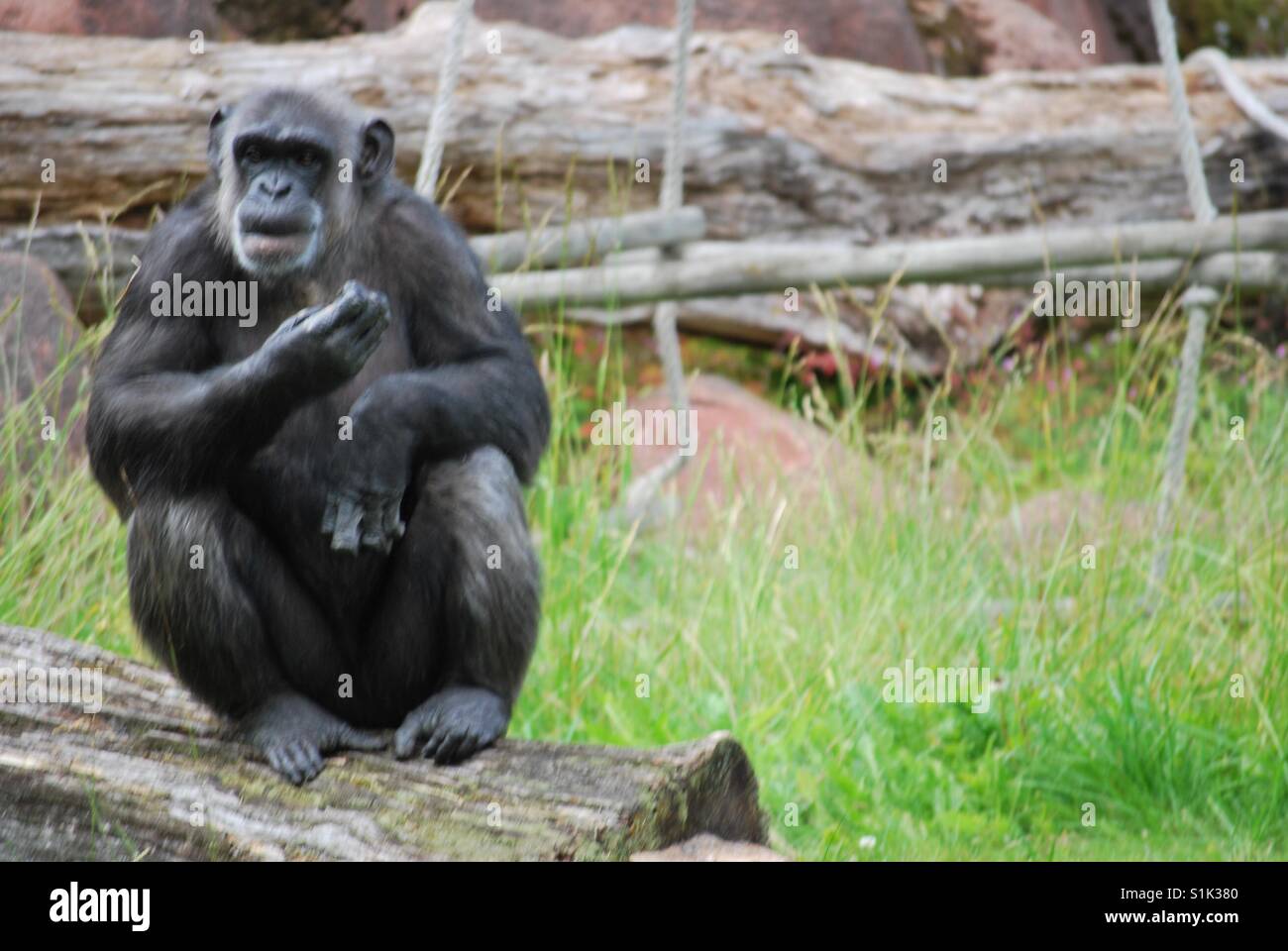 Furuvik zoo hi-res stock photography and images - Alamy
