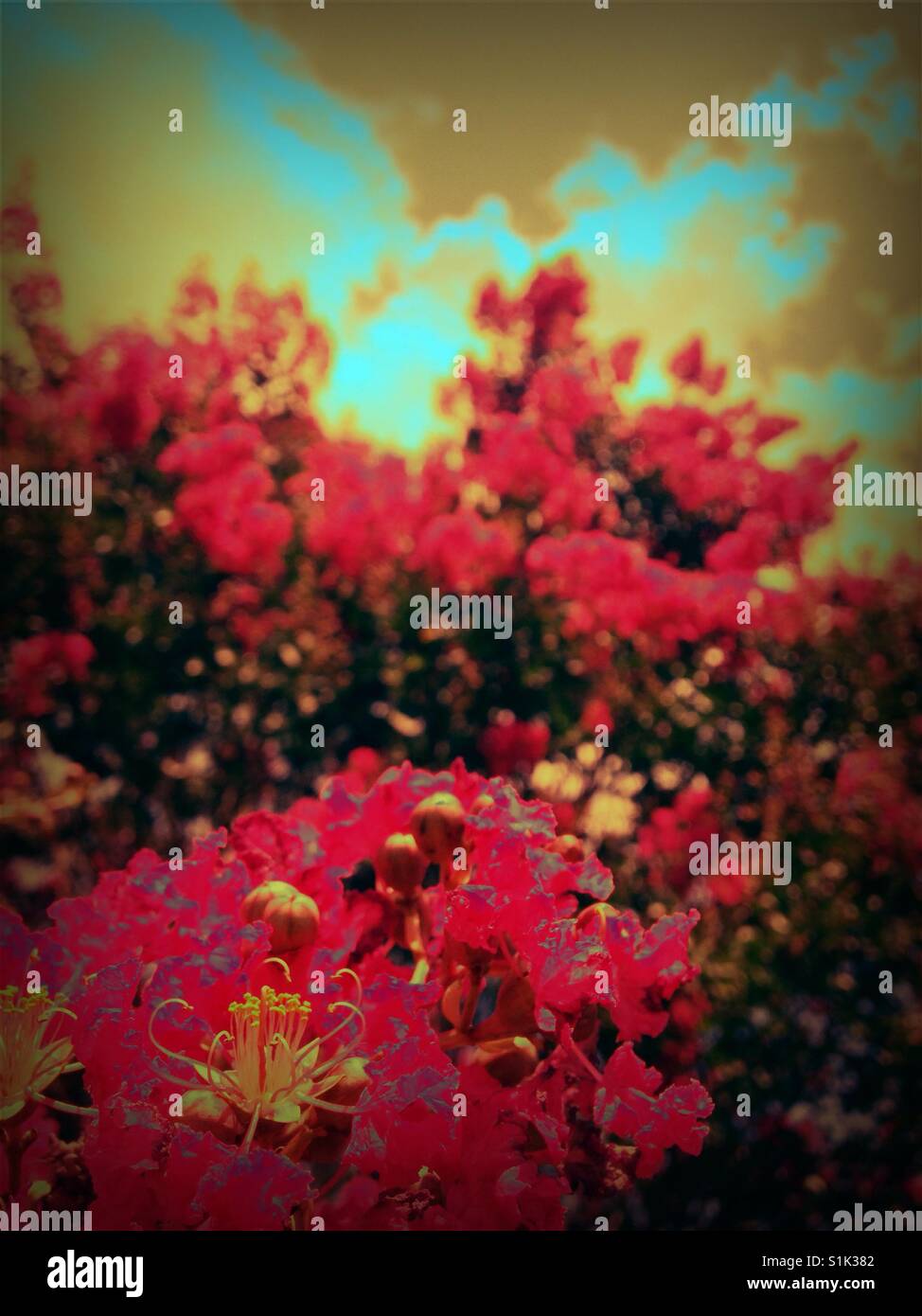 Red Crepe Myrtle through dramatic filter- North Carolina Stock Photo ...
