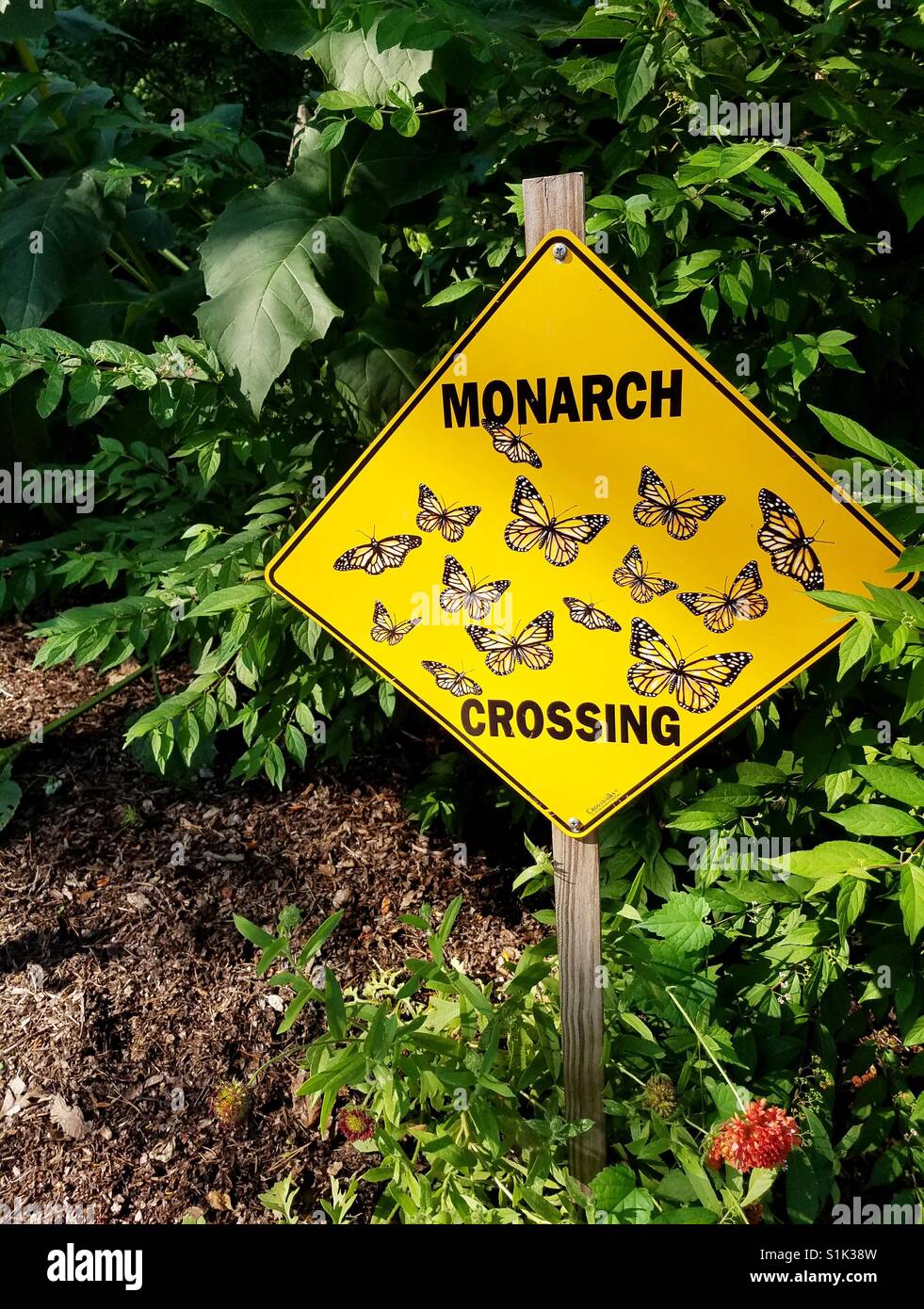 Monarch butterfly crossing hi-res stock photography and images - Alamy