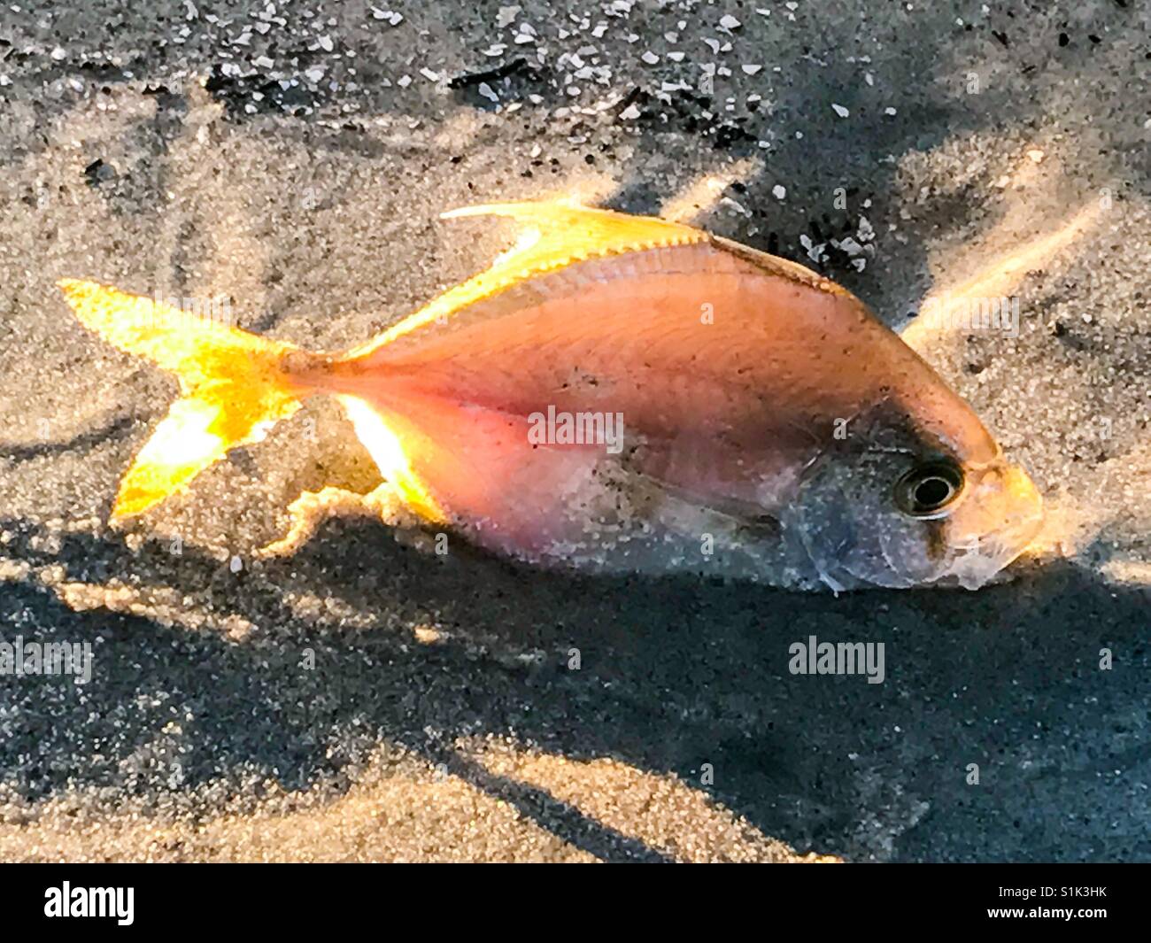 Stranded Fish High Resolution Stock Photography and Images - Alamy