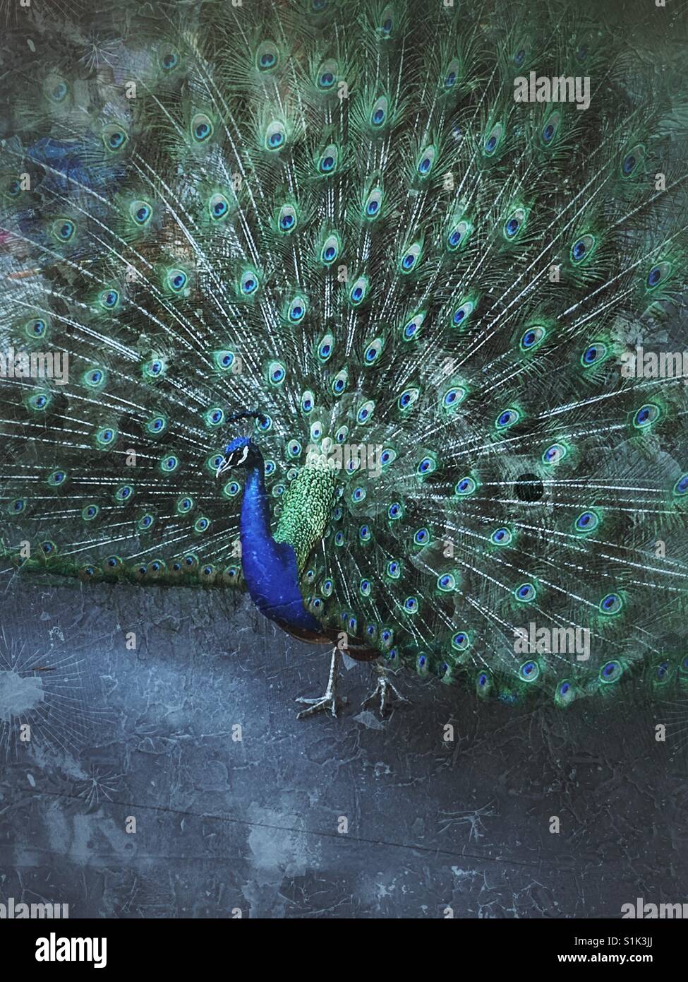 Strutting peacock hi-res stock photography and images - Alamy