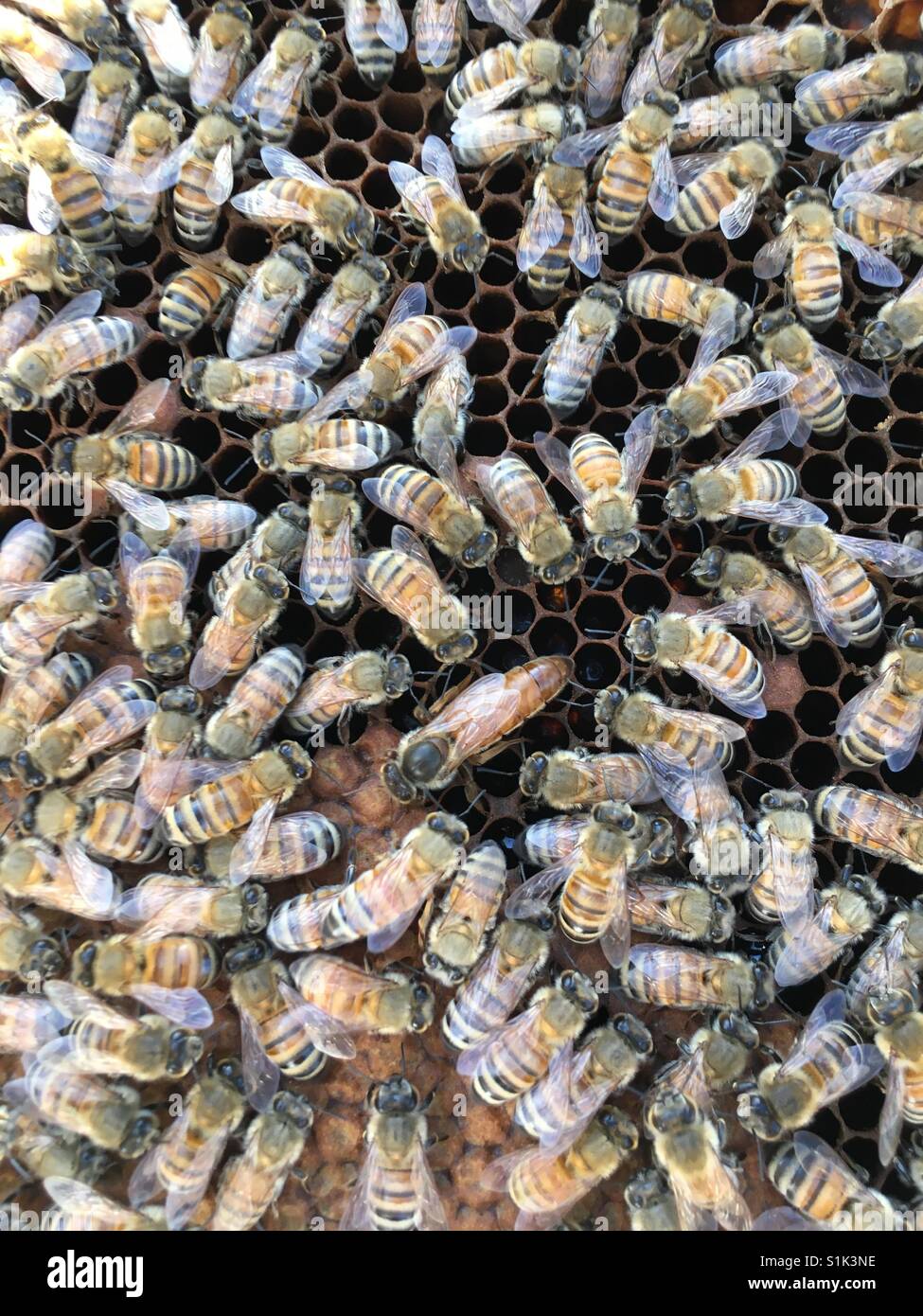 Honey bee and queen hi-res stock photography and images - Alamy