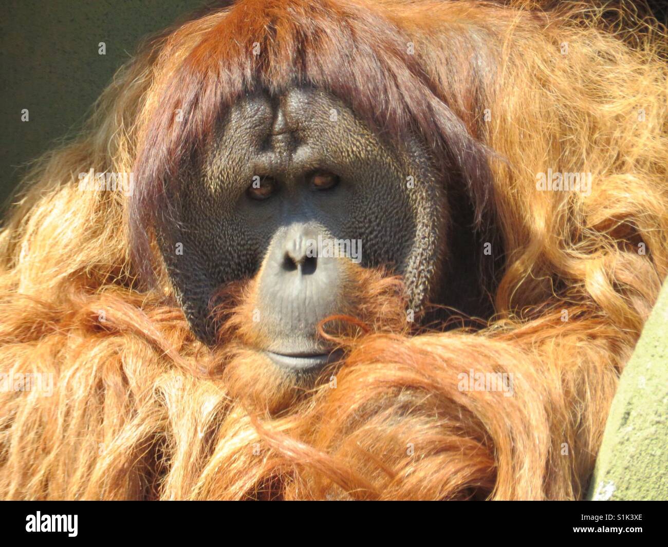 Orange orang hi-res stock photography and images - Alamy
