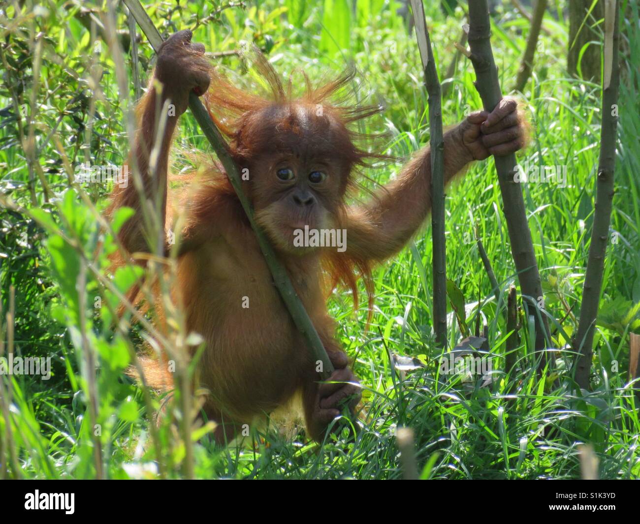 Orangutang baby hi-res stock photography and images - Alamy